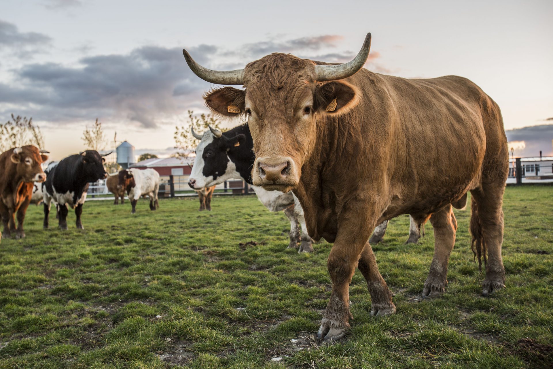 PUERTAS AL CAMPO. Finca Terrabuey - iGastro Aragón: Noticias de ...