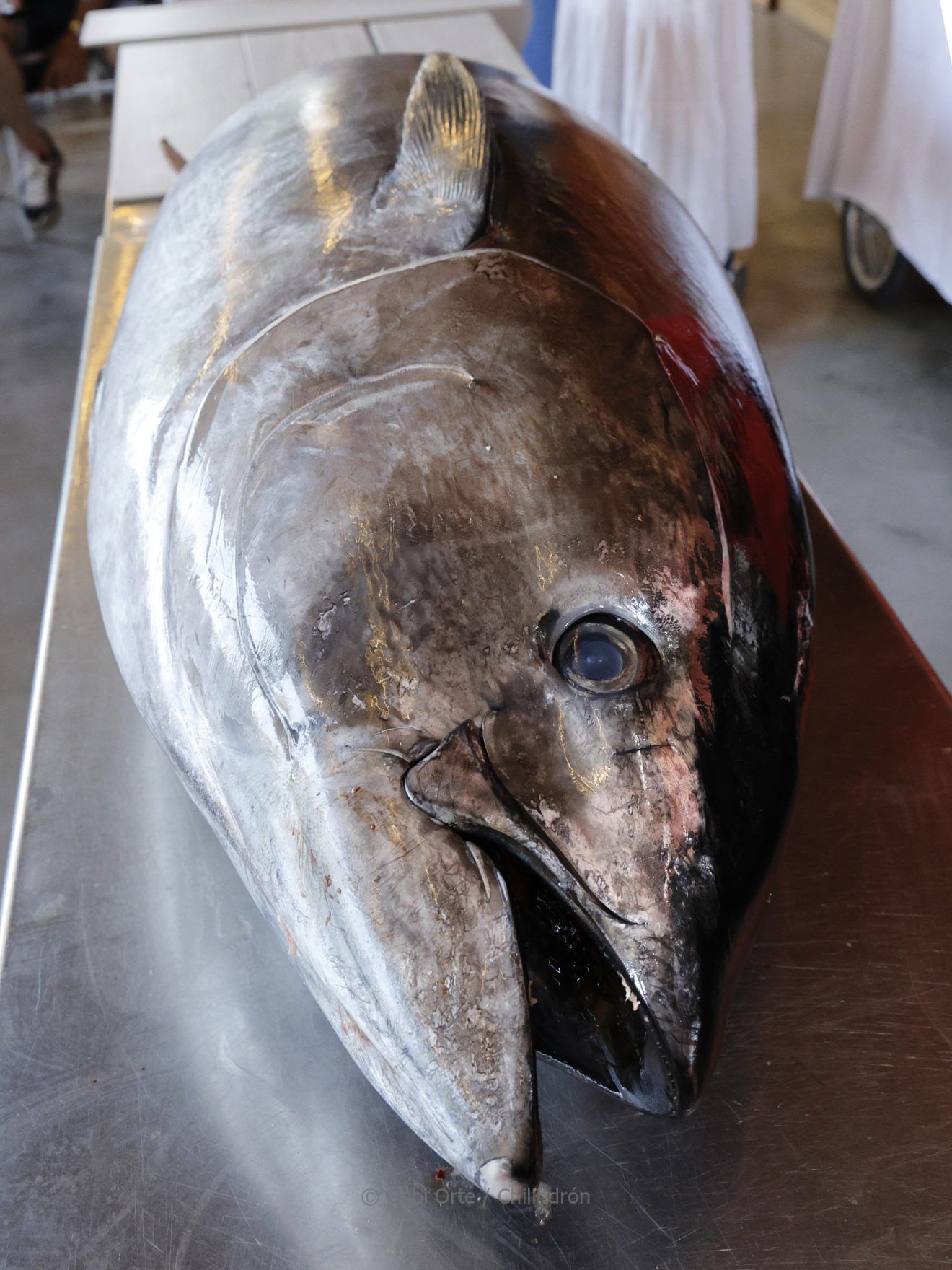 TINTA DE CALAMAR. Atún, ¿el toro del mar o el cerdo del océano ...