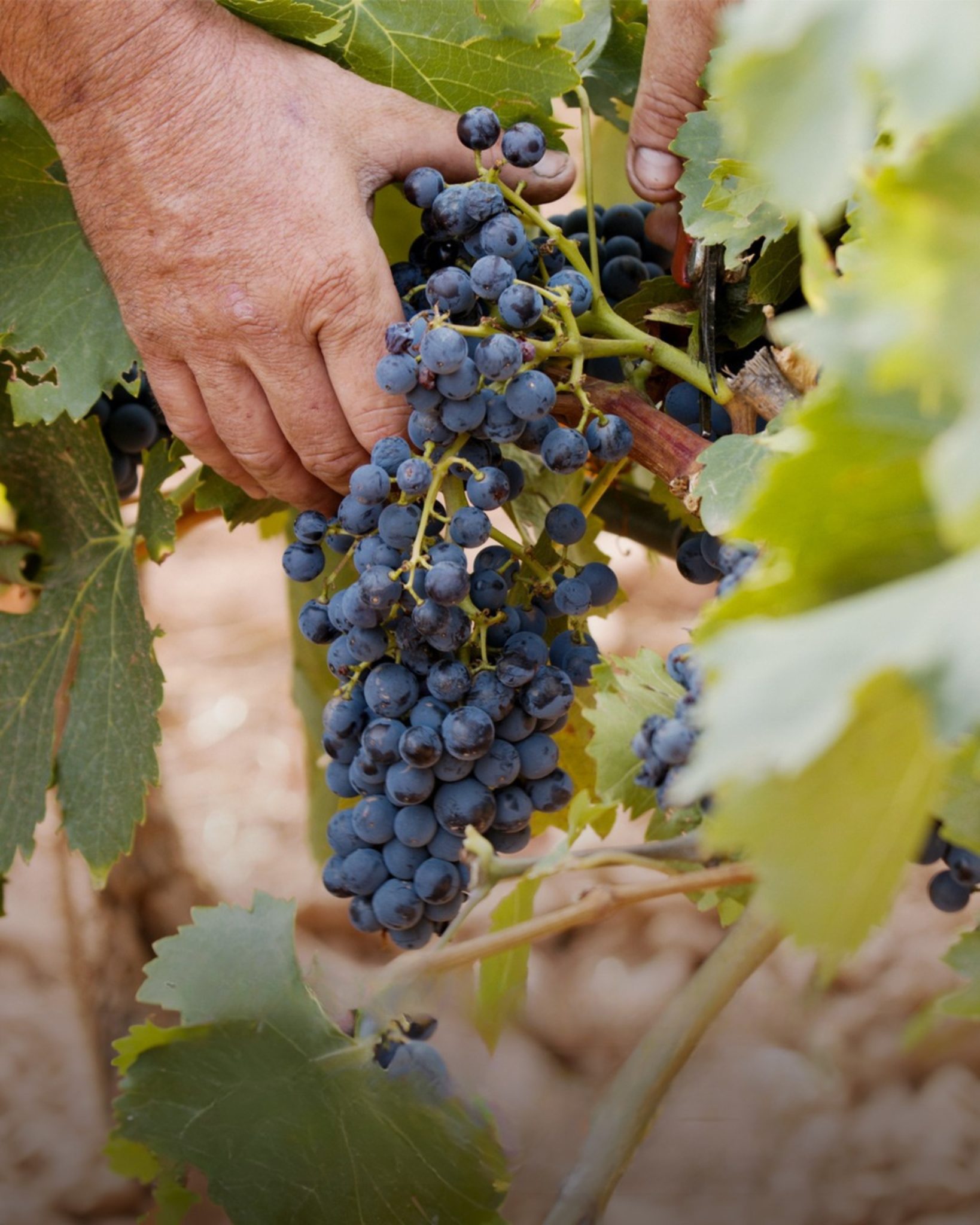Parrel y Gonfaus: El renacimiento varietal aragonés - iGastro Aragón ...